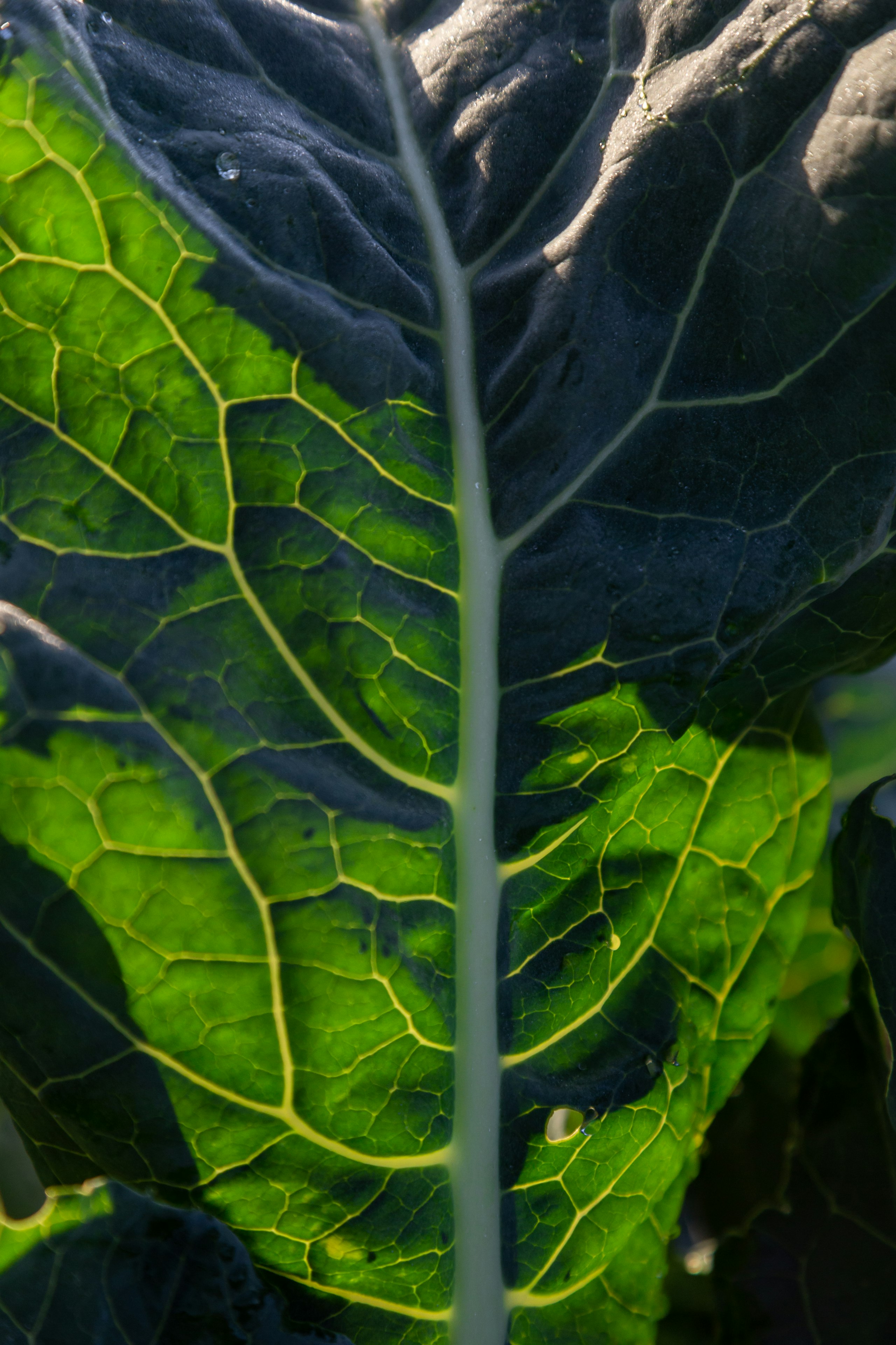 Our Food - Restaurant Jericho